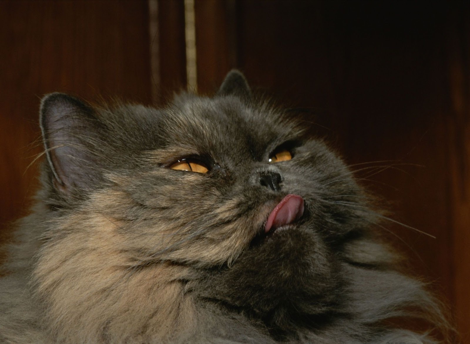 ΠΕΡΣΙΚΕΣ ΓΑΤΕΣ photos - wallpapers (ανανεωμένο) | the fun bank