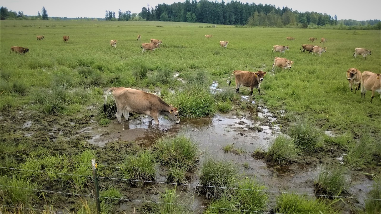 WSDA AgBriefs: Plan now to manage manure and water this winter
