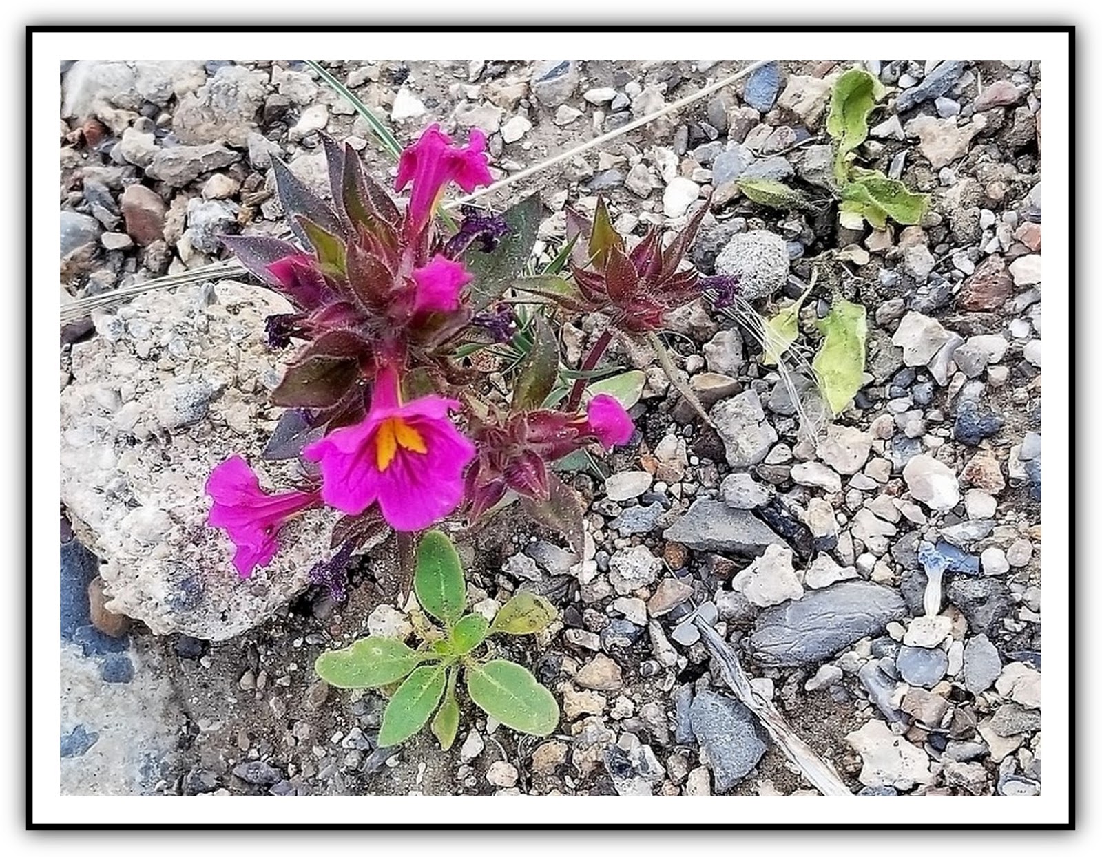 Ken's Photo Gallery: Kyle Canyon Slots - Summary Page