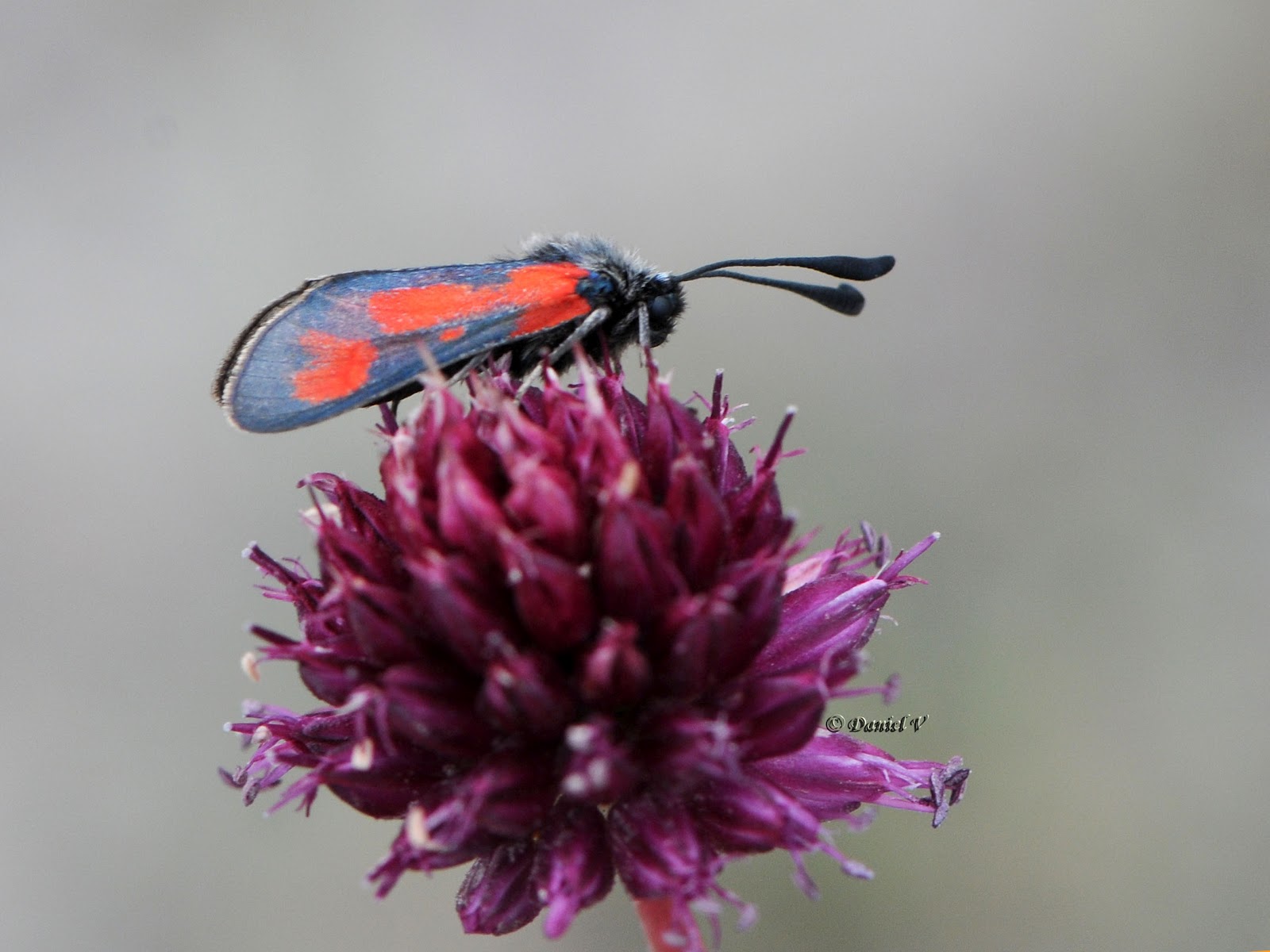 Macrophoto plaisir passion: La zygène du trèfle, Zygaena trifolii