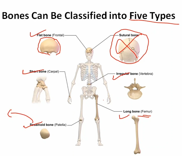 Types Of Bone