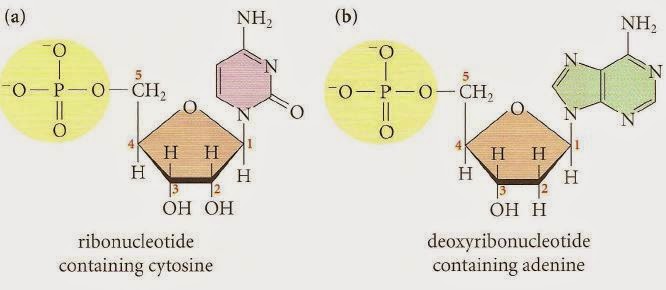 IB Chemistry (HL): B8 Nucleic Acids