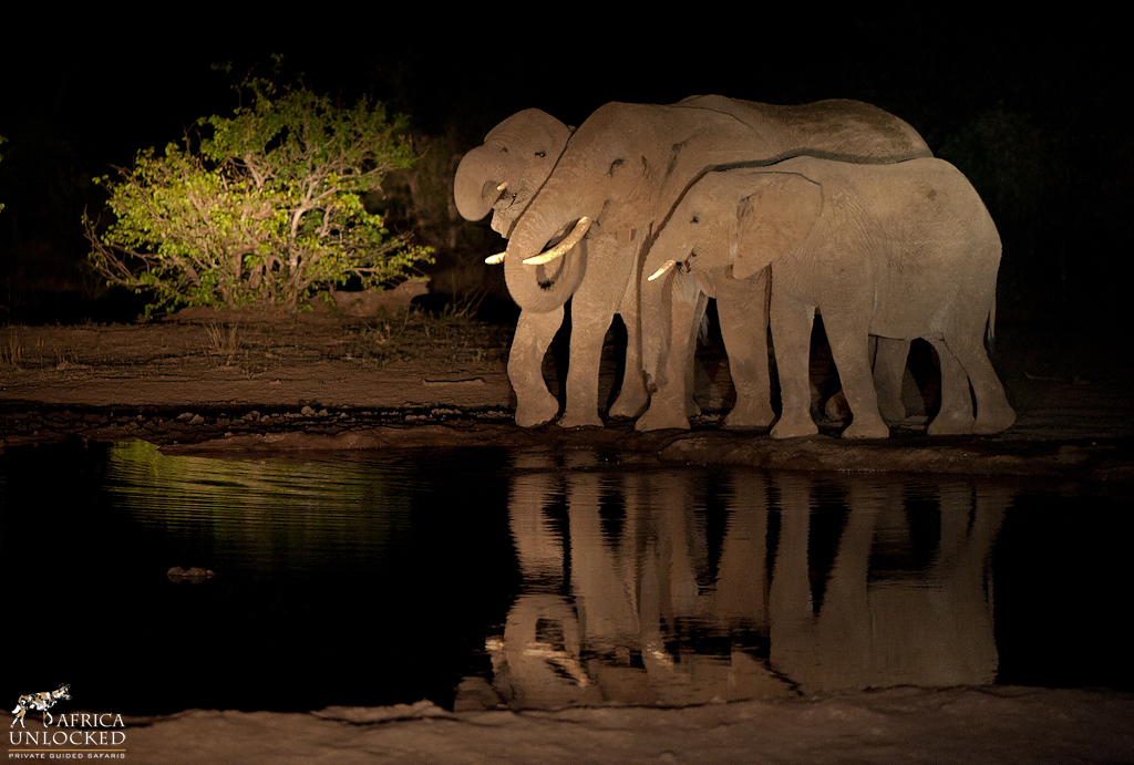 Africa Unlocked - Private Guided Safaris: Photographic safari - First ...