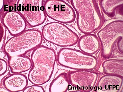 Embriologia UFPE: Espermatogênese