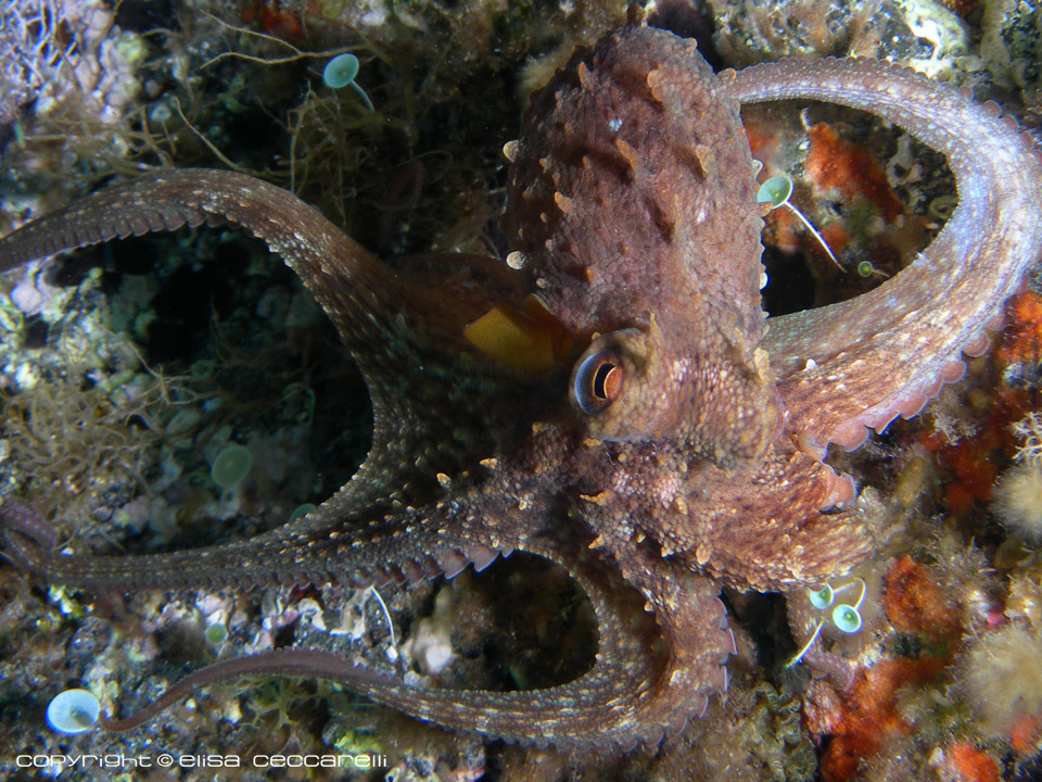 "Il mio mare...": Polpo (Octopus vulgaris)