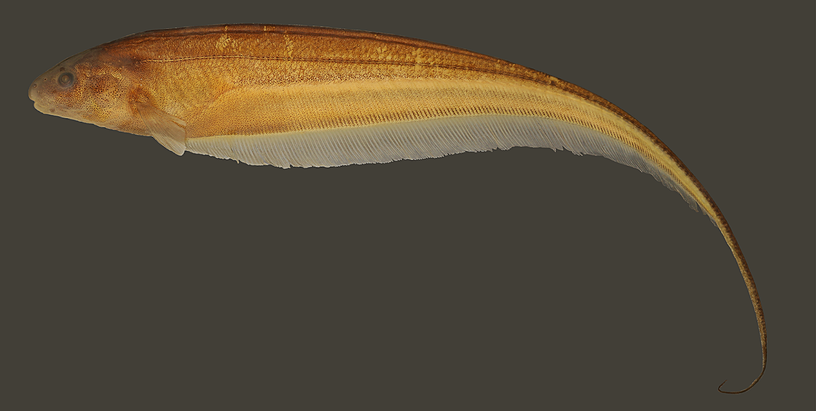 Species New to Science: [Ichthyology • 2019] Eigenmannia sirius • A New ...