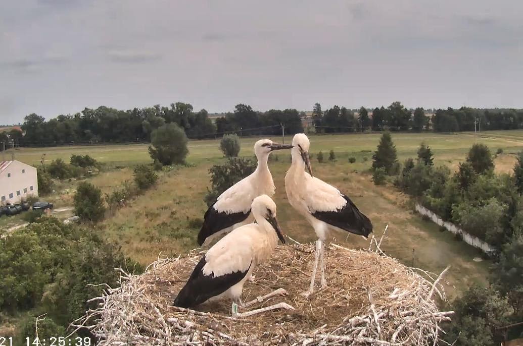 Wildlife Webcams: White Stork in Poland