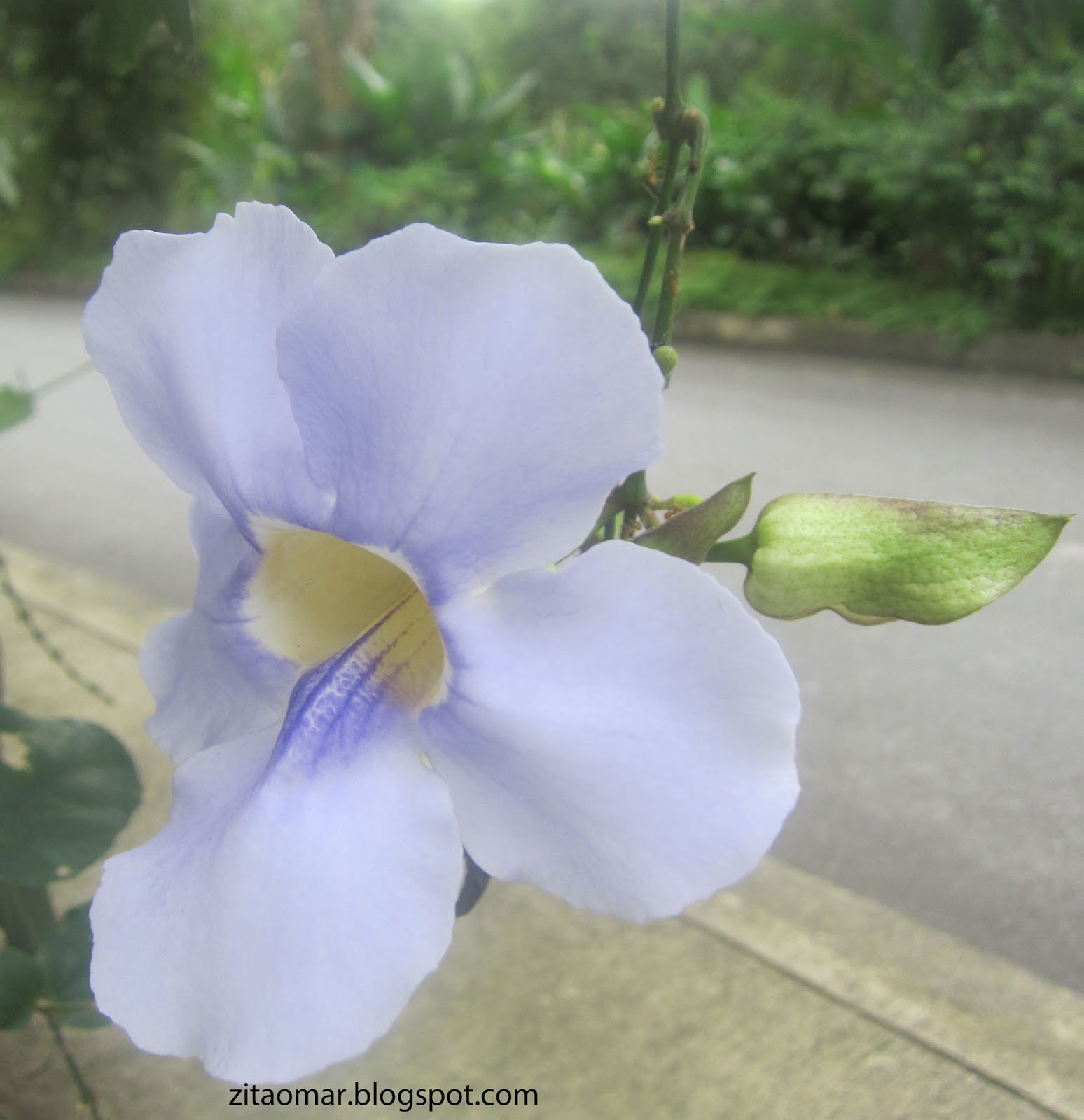 ...SeKaDaR CoReTaN....: BUNGA-BUNGA CINTA....