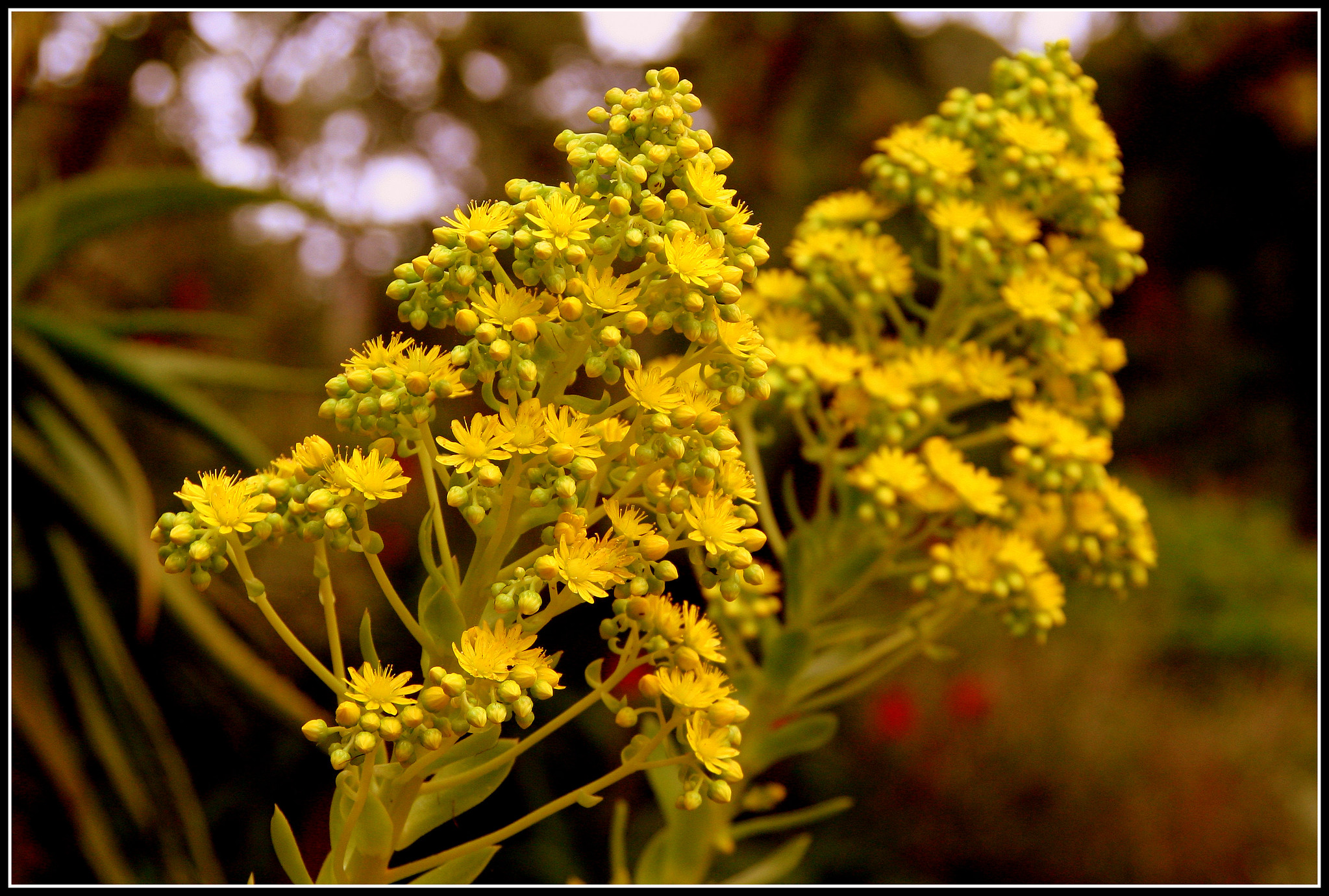 Sedum dendroideum - Tree stonecrop care and culture | Travaldo's blog