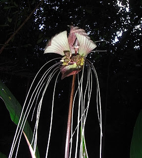 Singapore Plants Lover: Today's flowers: bat lily