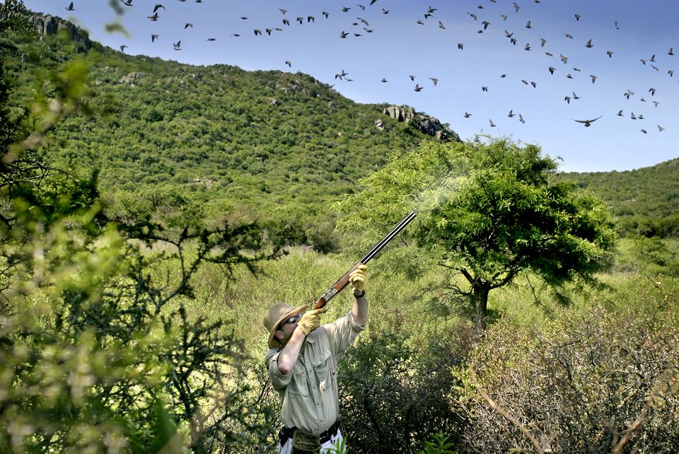 Autorizan la Caza Control de Palomas