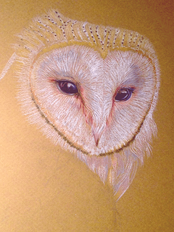 Image Maker: Drawing a Barn Owl in Colored Pencil