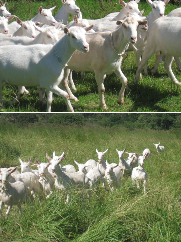 PB Agro Farm.Importers, Meat Producers, Boer Goat Breeder And Resources ...