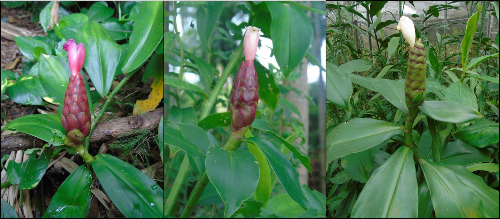 Cana-do-brejo [Costus spiralis (Jacq.) Roscoe] | A planta da vez