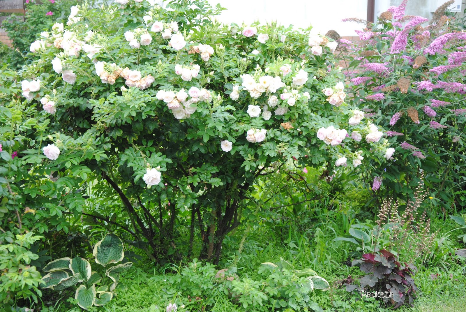 Rosa rugosa ‚Ritausma'