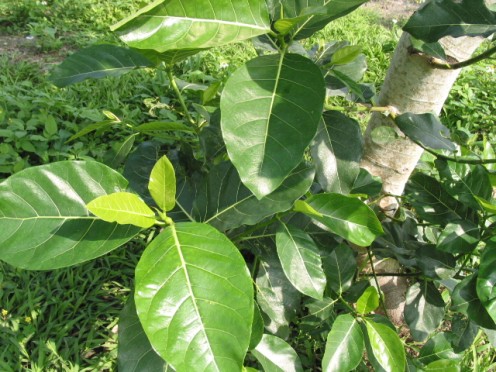 INFO TENTANG POHON AWAR-AWAR | Tips Petani