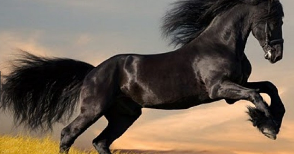 Mengenal Ciri Ciri Kuda - VOSIKASI