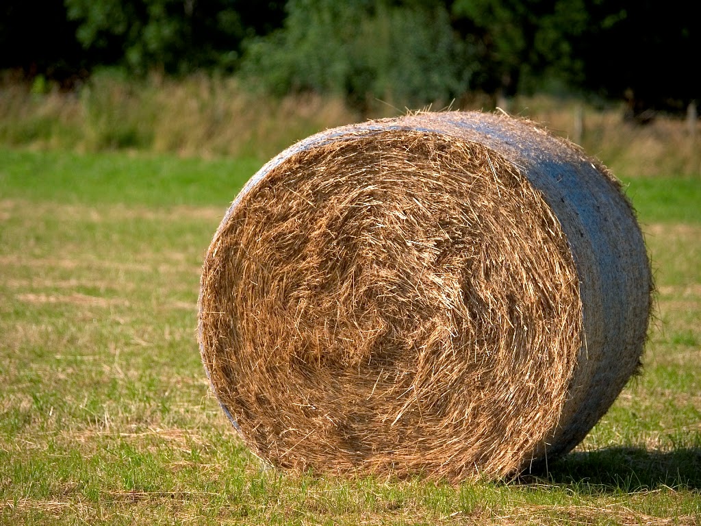 mundo roedores: el heno