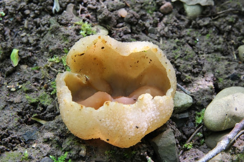 Guía de Setas y Hongos de Navarra.: Grupos Hongos