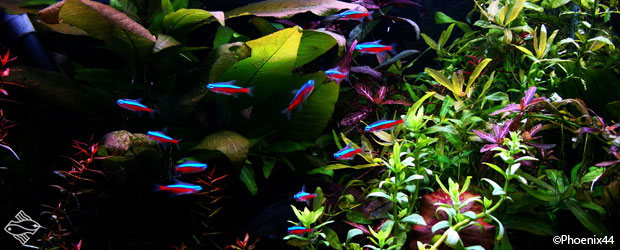 IKAN TETRA & AQUASCAPE: Cardinal Tetra