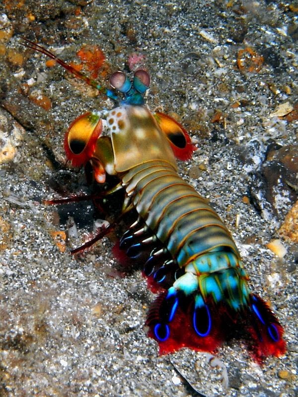 Zefill: Krasavec s úžasnýma očima - Zamyšlení na týden...