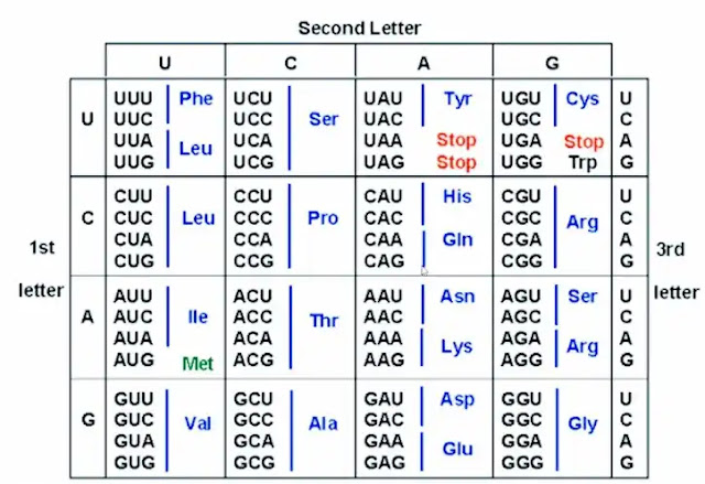 Genetic Code : Definition, Nature & Characteristics, genetic code table ...