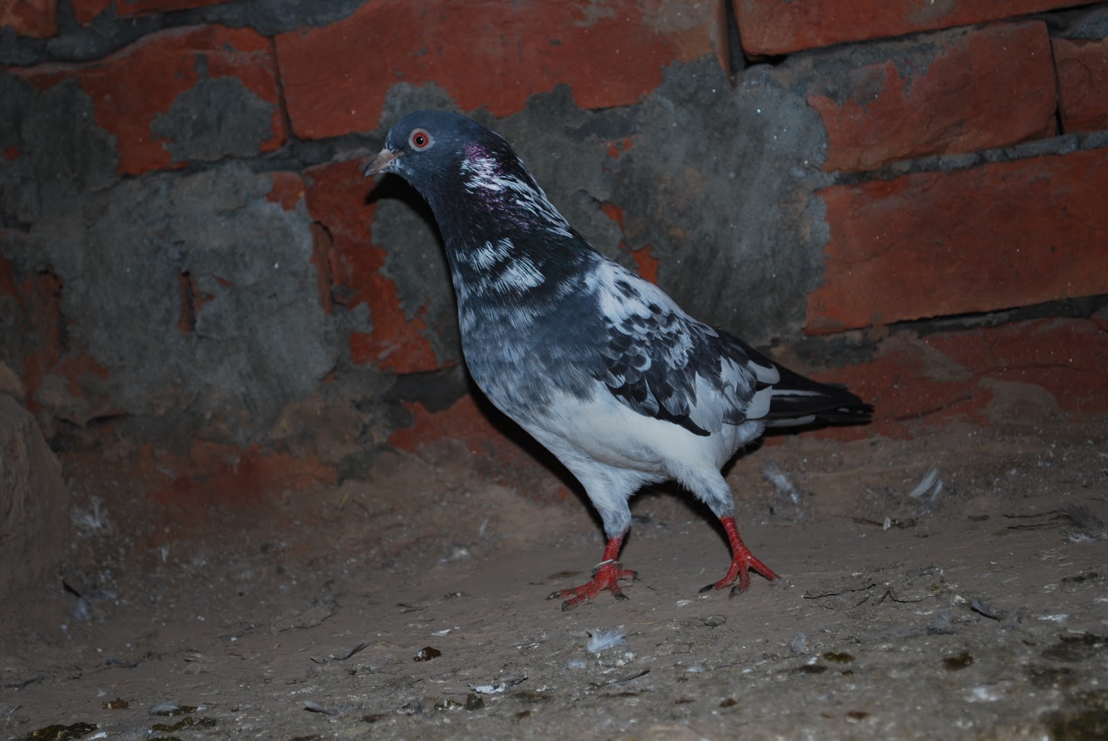 Pakistani Tipplers (Kabootar Baaz) | UK & USA Pigeons | Fancy Pigeons ...