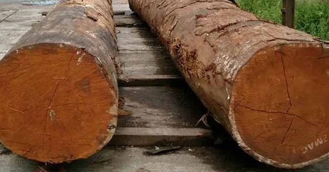 Kayu Merbau Papua dan Karakteristiknya - pro rumah