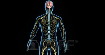 Clasificación de los Nervios Según su Función ~ TodoCiencias