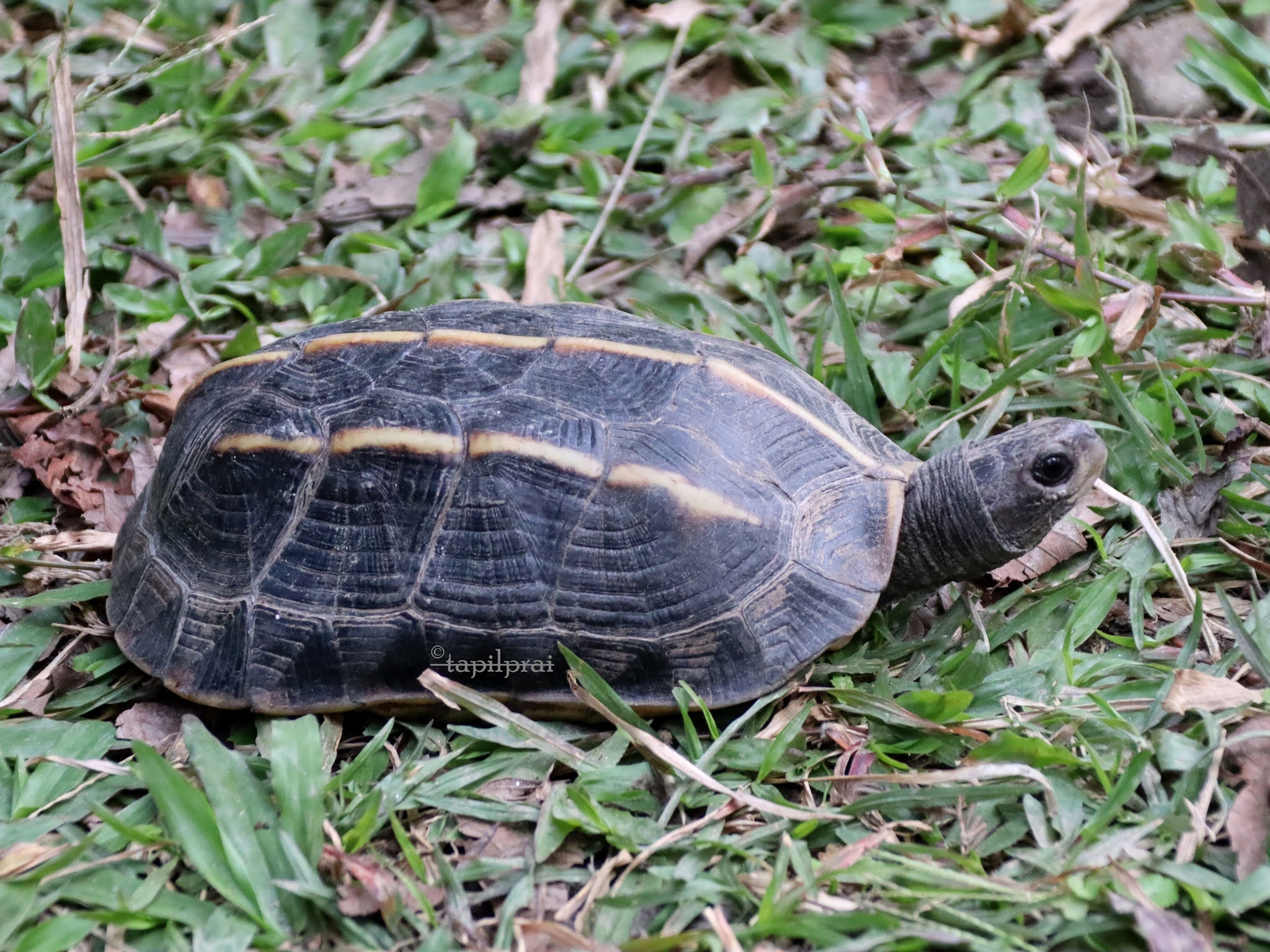 Nature in Nepal: Tortoises and Freshwater Turtles of Nepal and Their ...