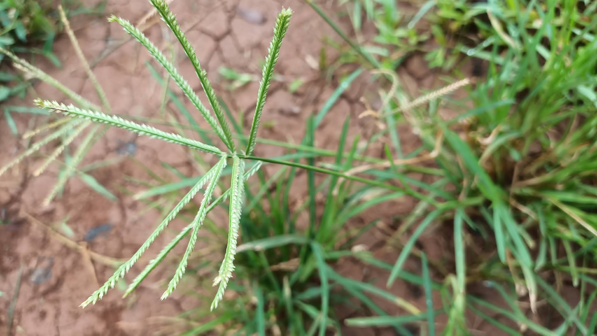 Mainan Tradisional Adu Tarik Rumput dan Pletokan