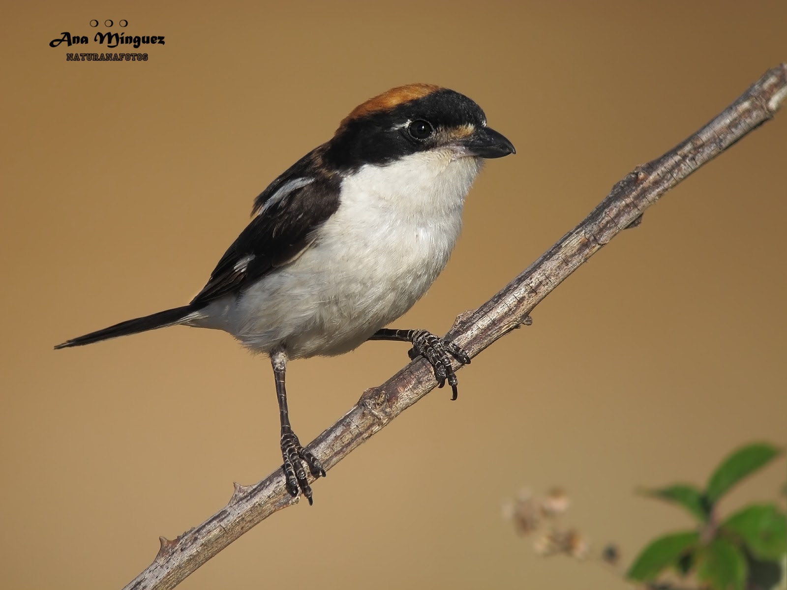 NATURANAFOTOS: Alcaudón común/ Woodchat shrike