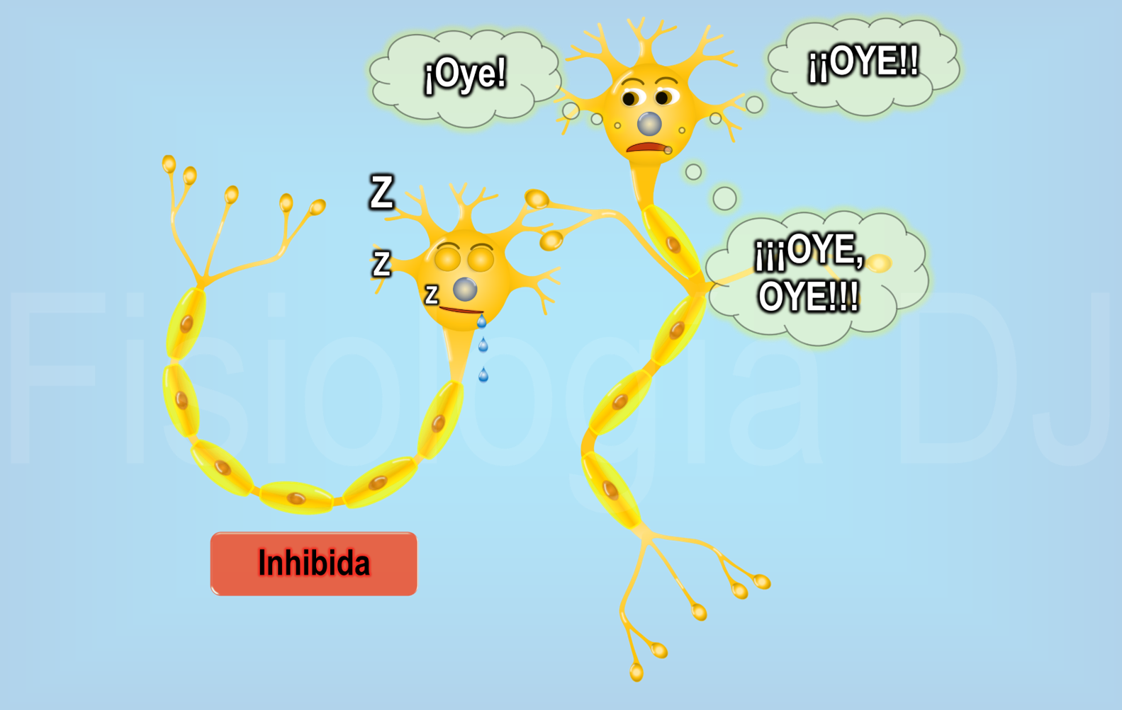 Fisiología DJ: Fisiología: Estado de reposo, activo e inhibido de la ...