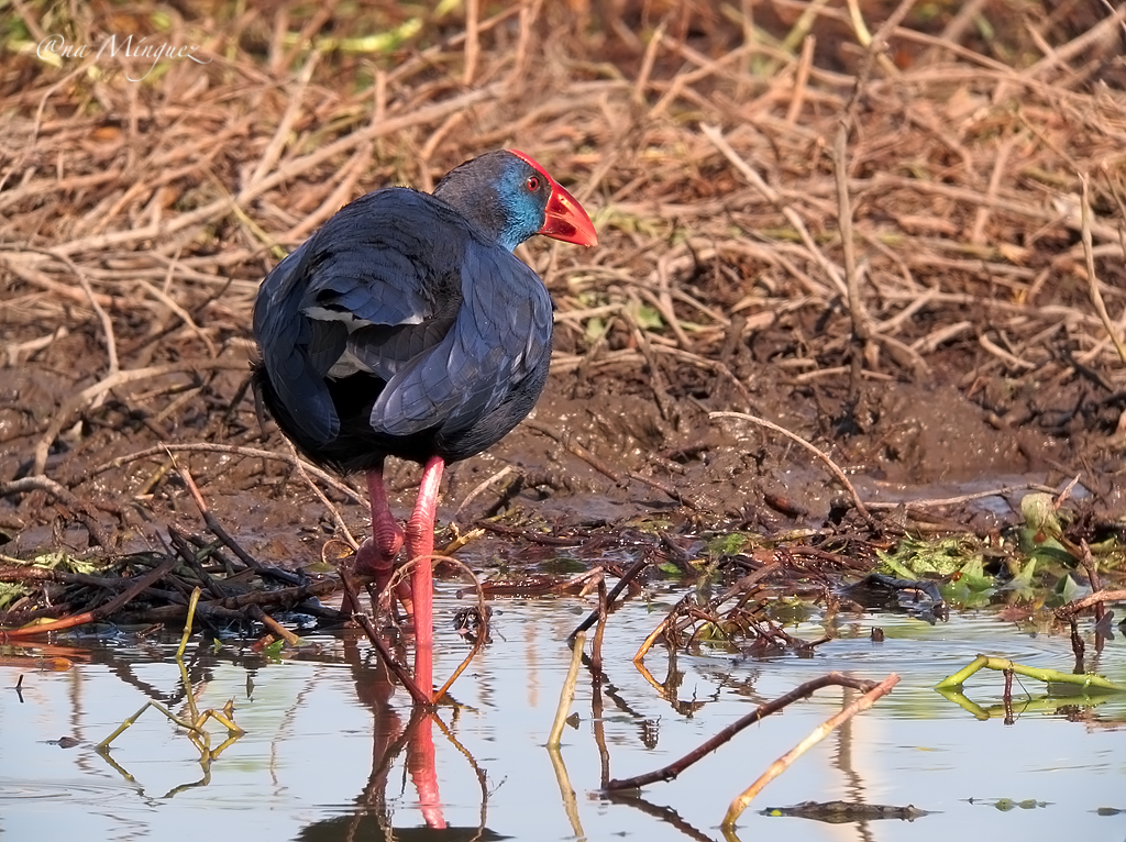 NATURANAFOTOS: Calamón común