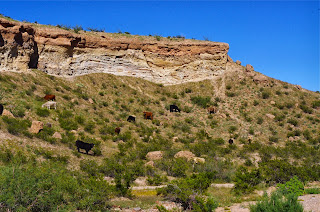 Southern New Mexico Explorer: Spring Canyon- Robledo Mountains