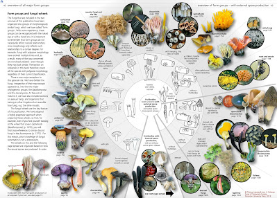 Misidentifying Fungi: Advice