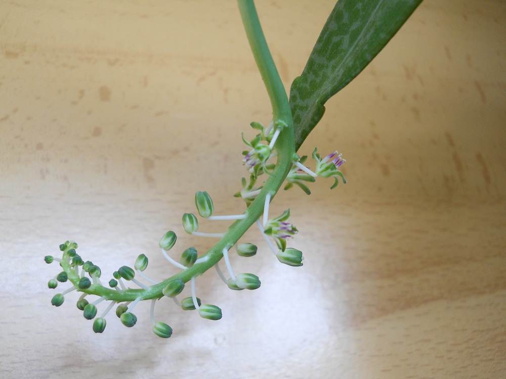 Plantas para hombres: planta