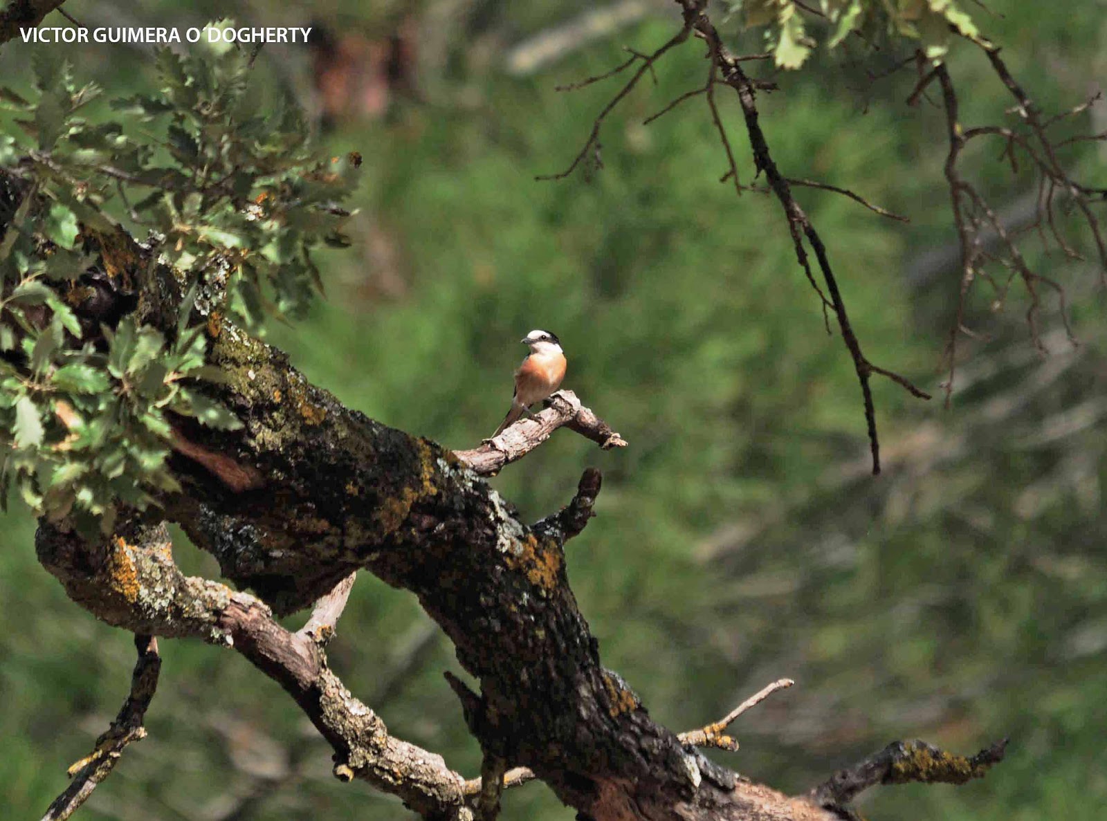 Mis imágenes de aves: PRIMERAS FOTOS DEL ALCAUDON NUBICO