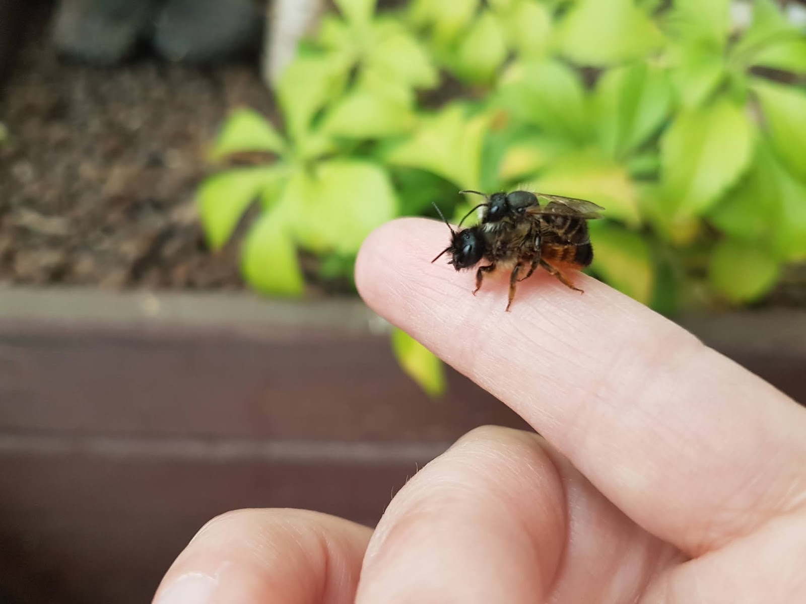 OAZA ZIELENI: Nowe domki dla murarek ogrodowych