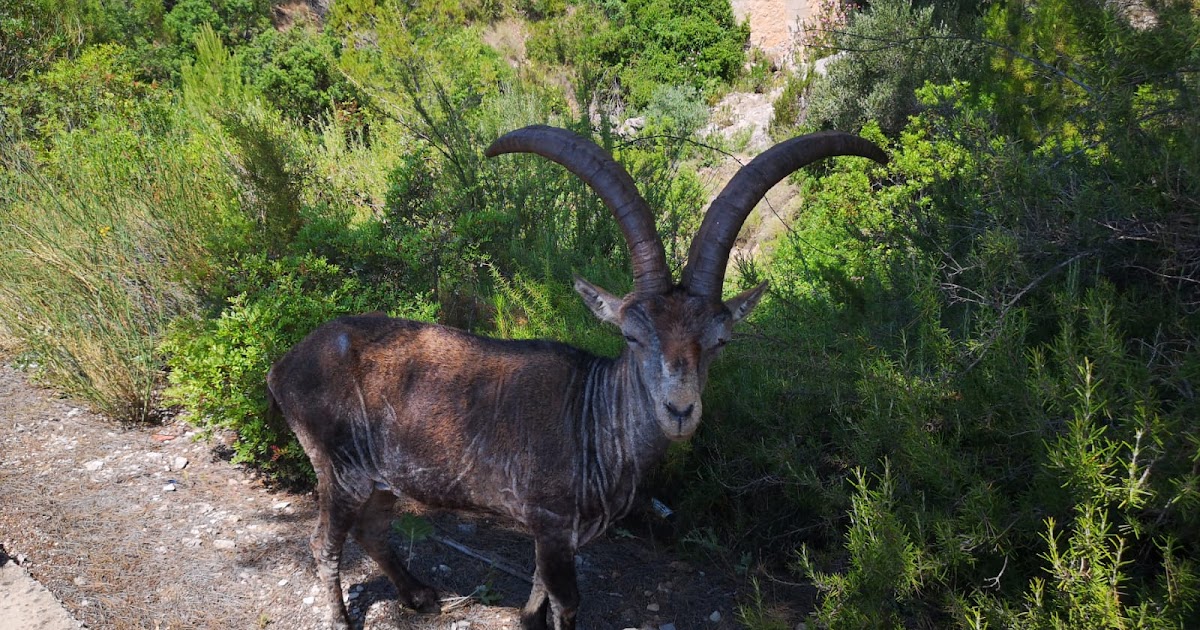 La sarna sarcóptica pone en peligro a la fauna salvaje de la Comunitat