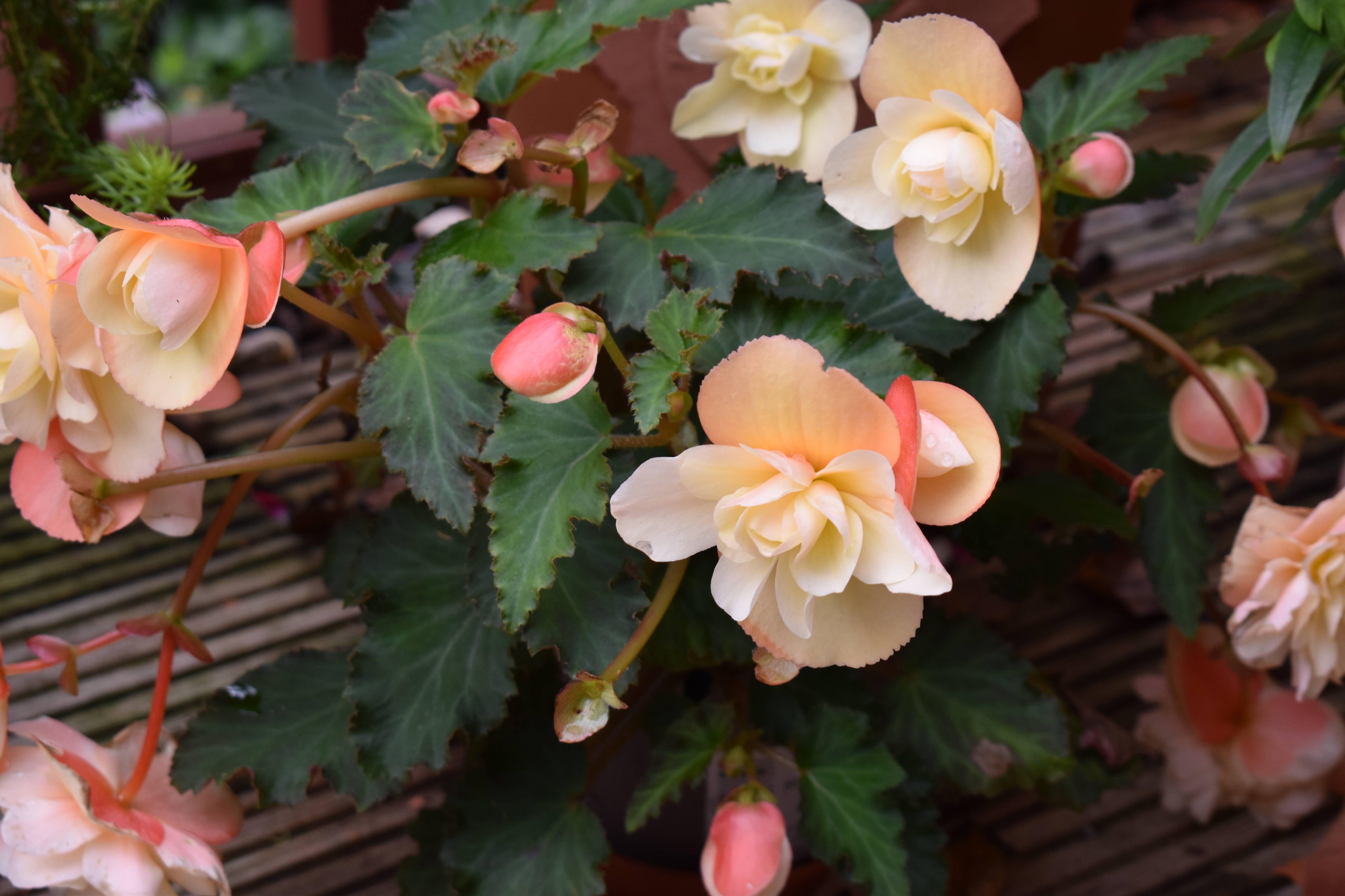 UK Gardening: Begonia Fragrant Falls Peach