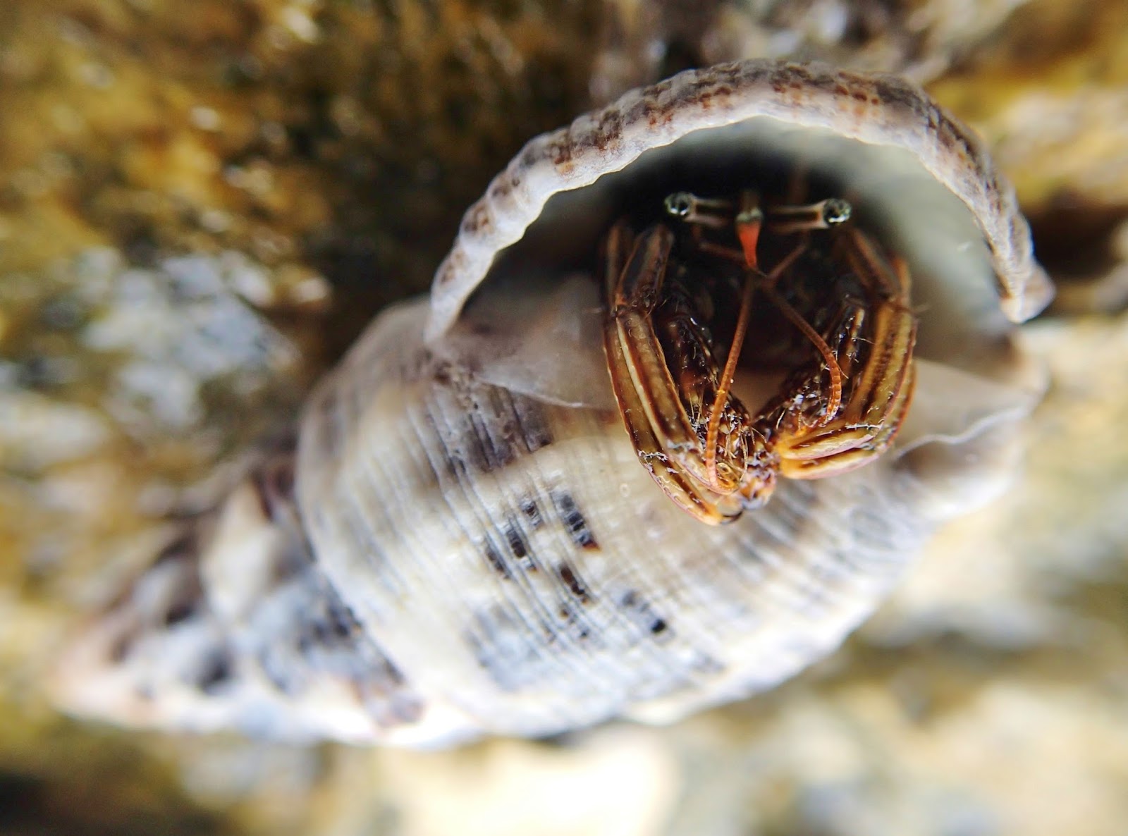 Athens Nature Journal: Coastal nature conservation in Qatar