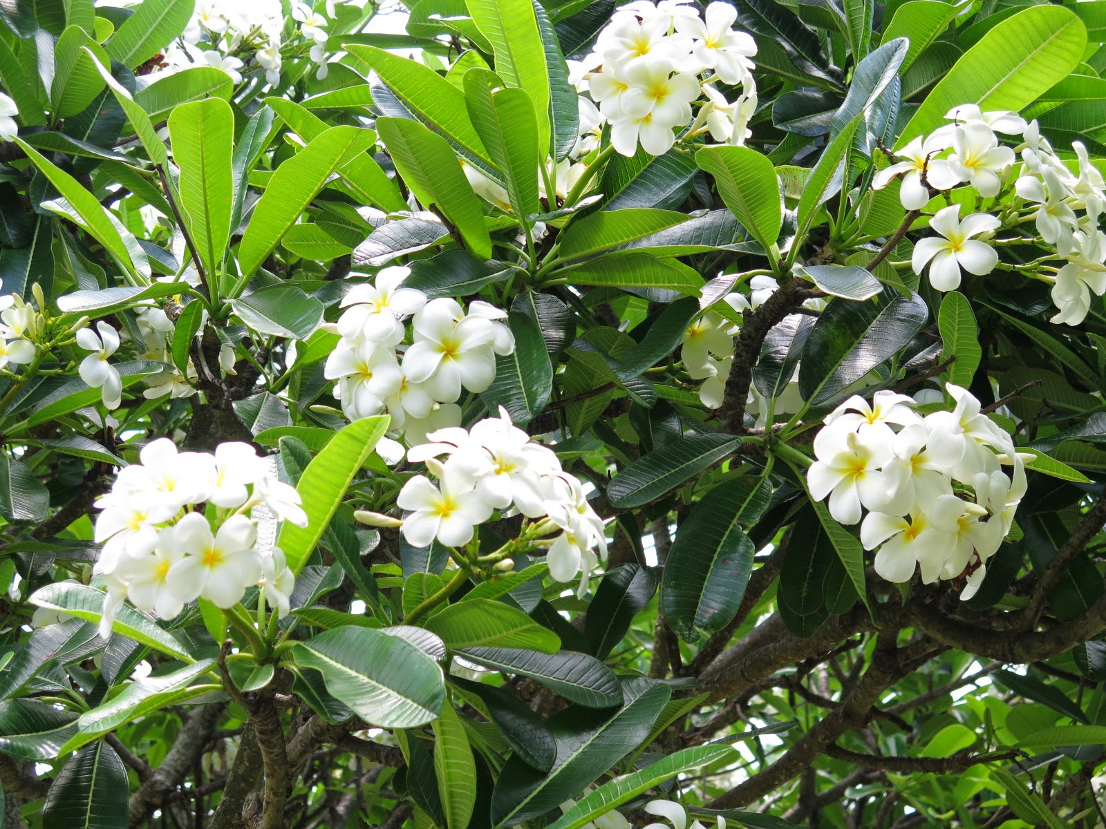 O Garden, My Garden!