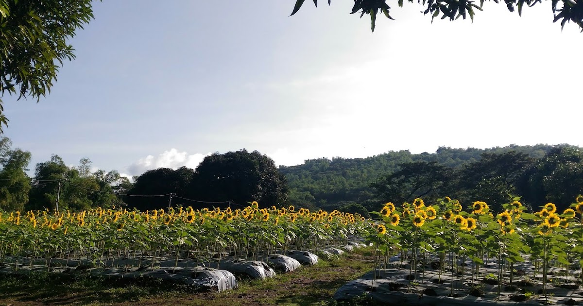 Sunflora Farm (Jala-jala, Rizal)
