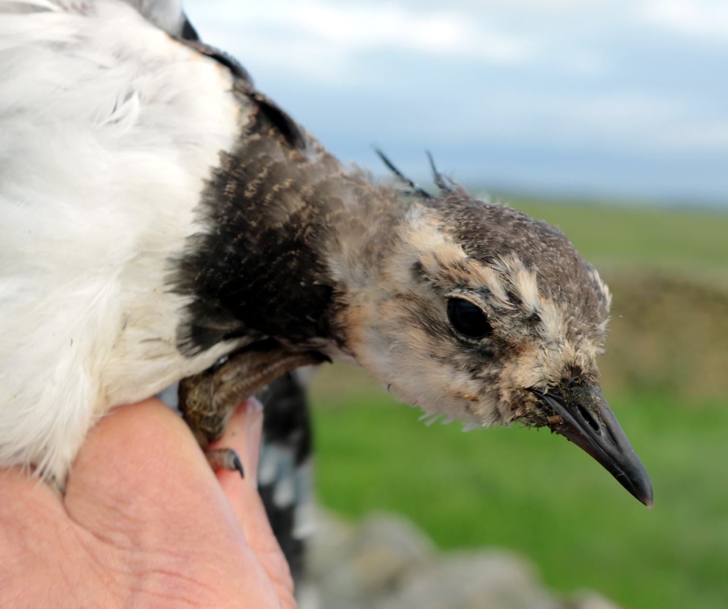 Another Bird Blog: Bowland Trip
