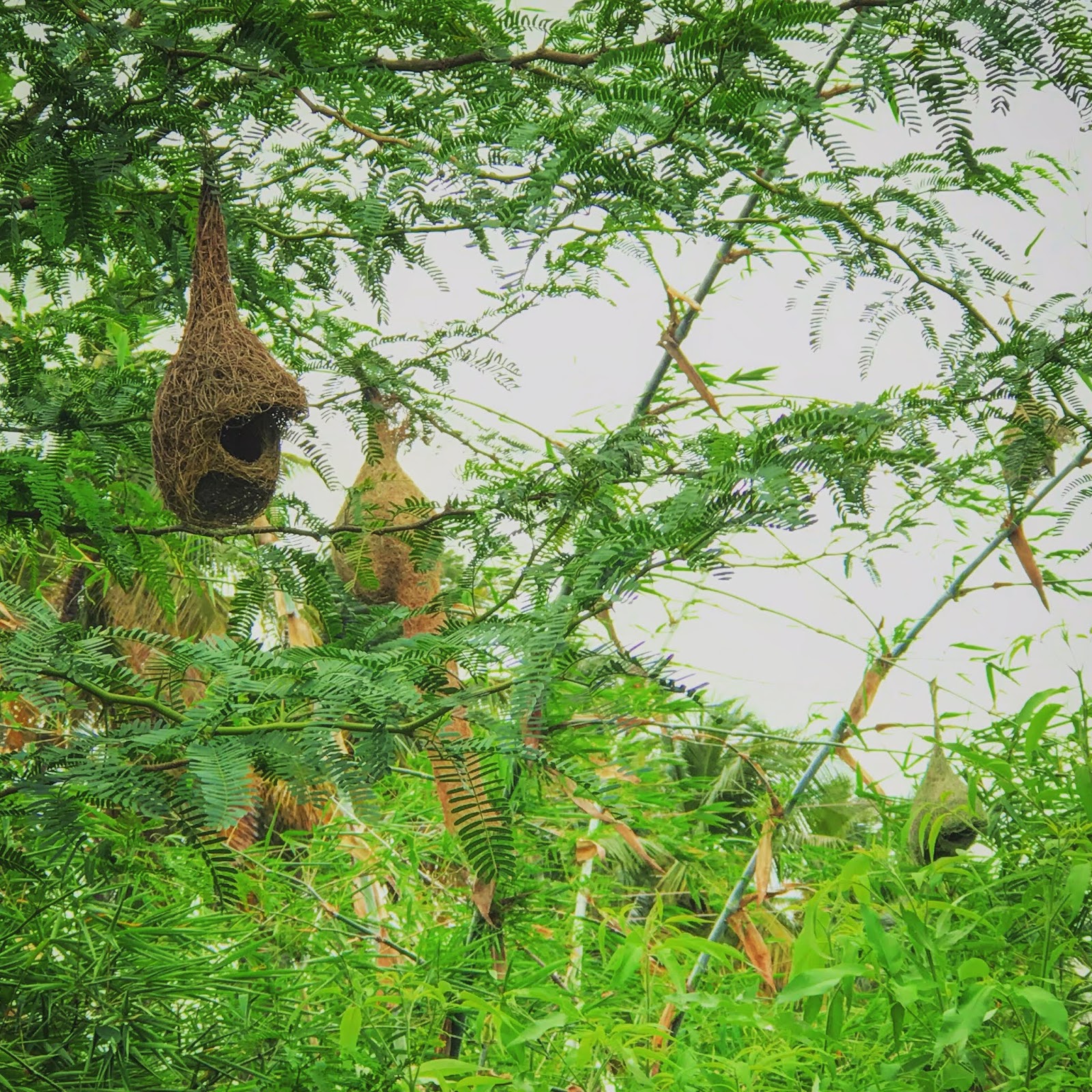 Baya Weaver's Nest