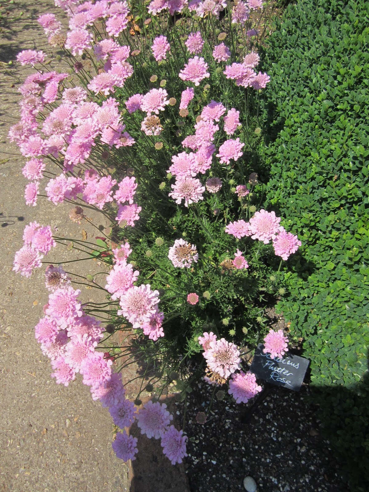 thevictoriangardener: Perch Hill Garden