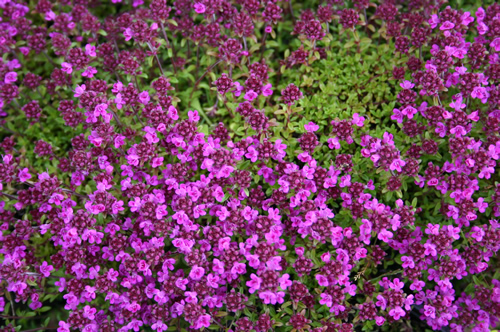 Seminte si plante de gradina hobby: Cimbrisorul-Thymus serpyllum