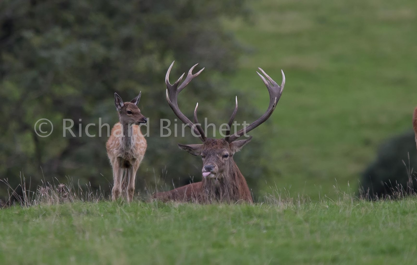 Wildlife in Cornwall: Red Deer Rutt Exmoor 2016