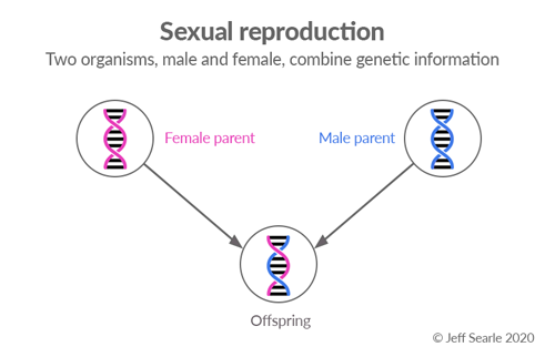 Jeff Searle: What is sex?